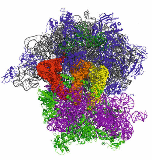 David gegen Goliath: Winzige RNA legt Ribosom lahm