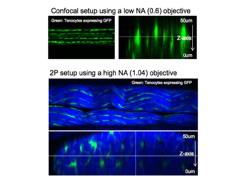 Overcome the boundaries of 3D live cell imaging - - How to increase ...