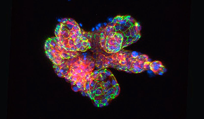 A deeper understanding: Discover the potential of 3D cell models ...
